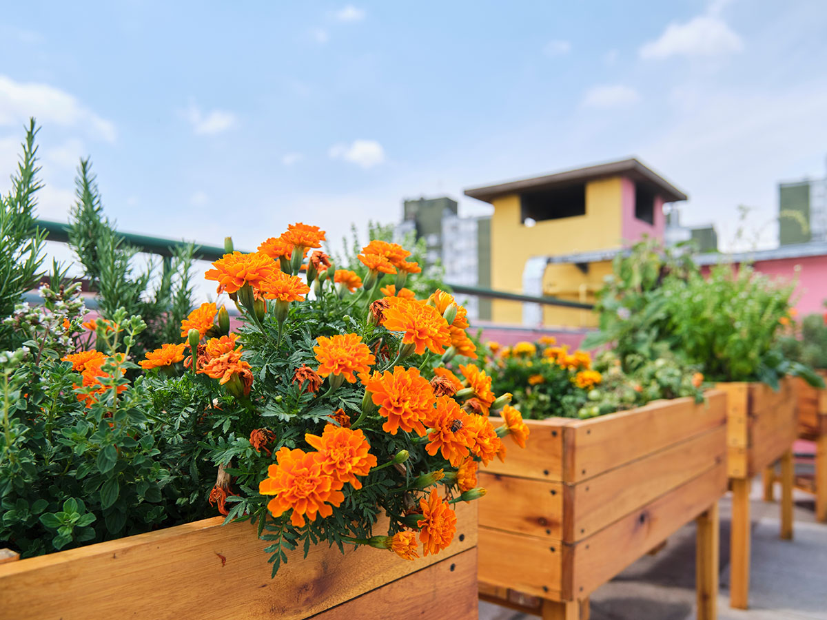 Ragam Inspirasi Desain Rooftop Garden - Pro-X 207